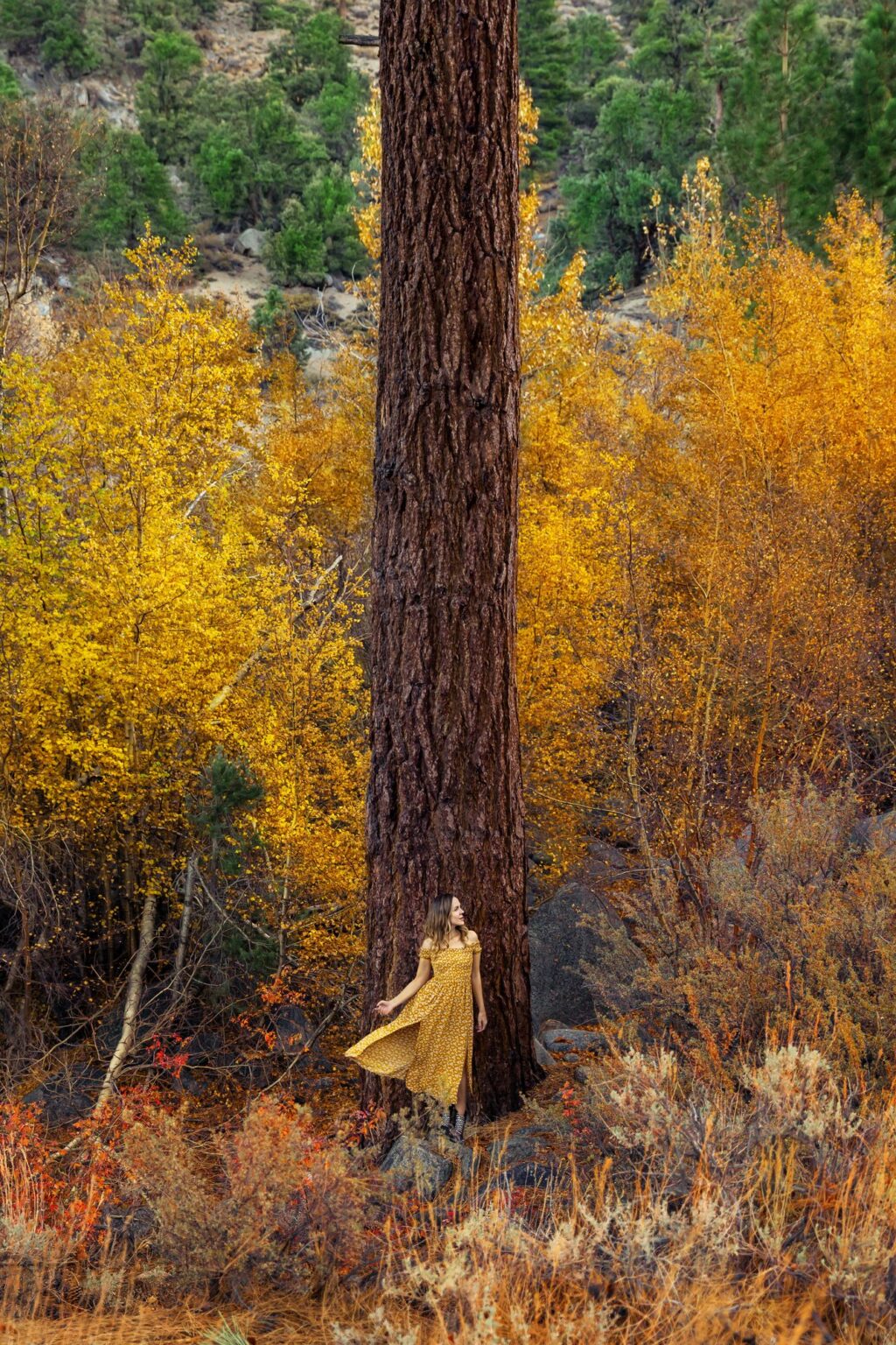 Most beautiful places to see fall colors in California - Asya Olson ...