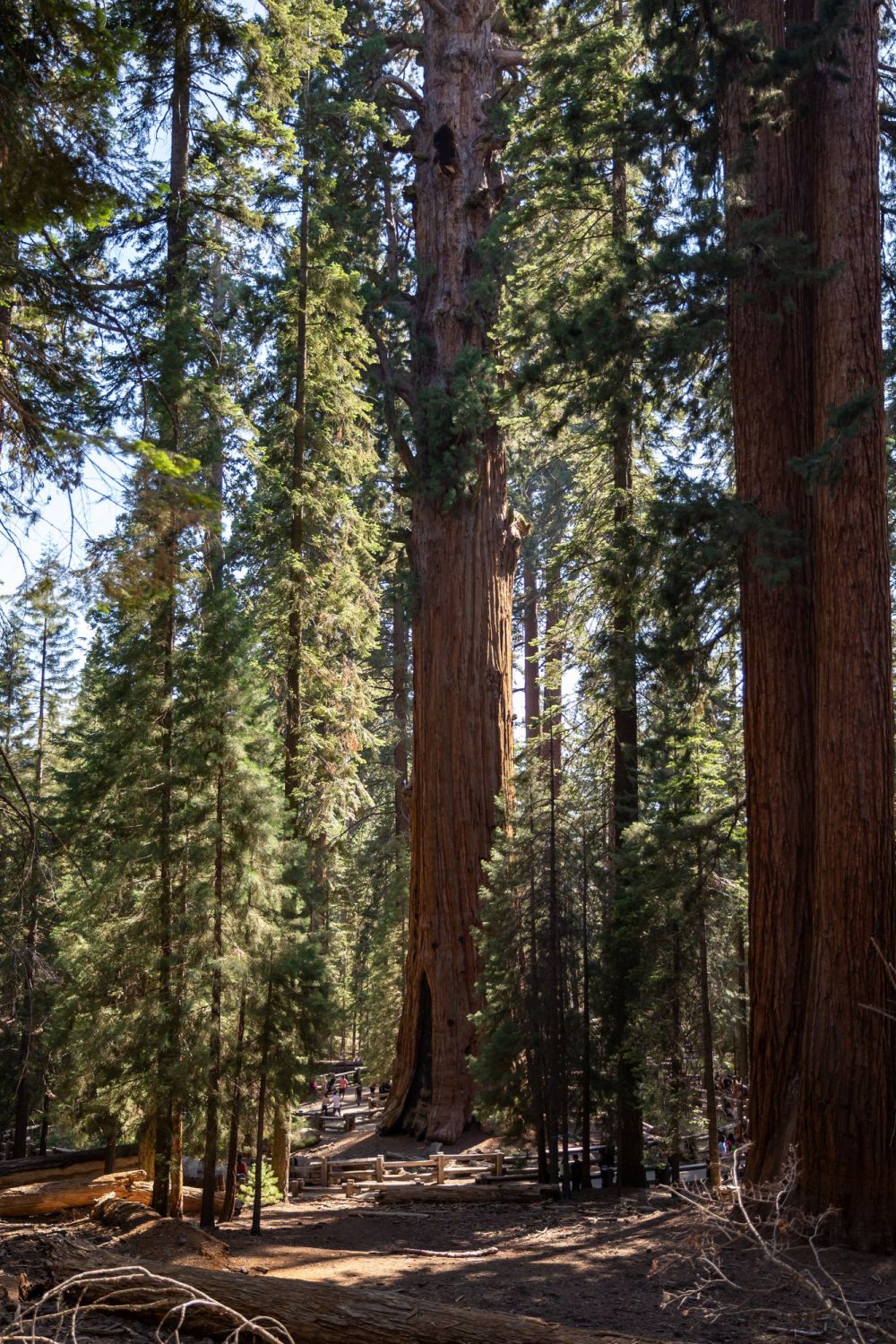 The Best Hiking Trails in Sequoia National Park - Asya Olson Travel ...