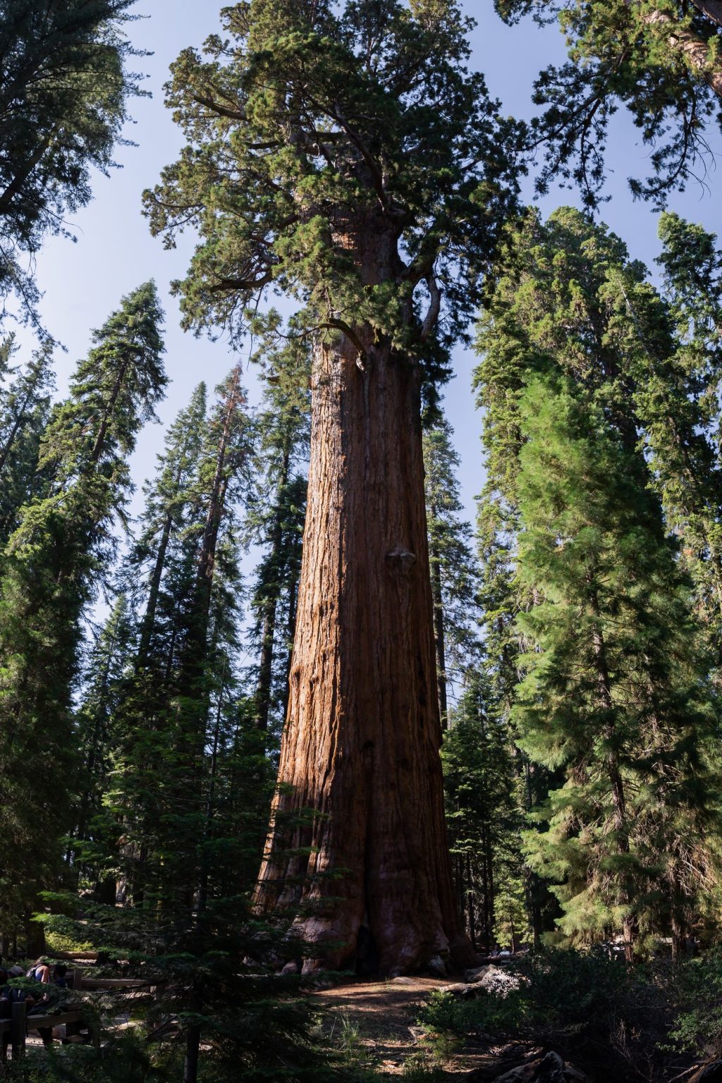 The Best Hiking Trails in Sequoia National Park - Asya Olson Travel ...