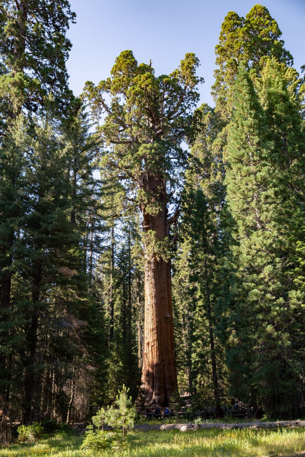The Best Hiking Trails in Sequoia National Park - Asya Olson Travel ...